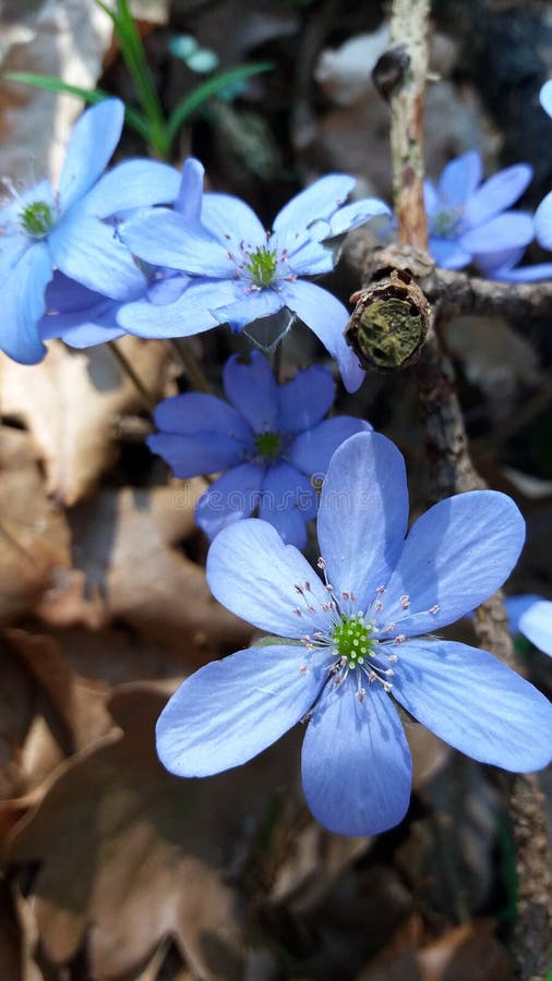 Hepatica Nobilis Flower in the Wild Stock Photo - Image of midday, form ...