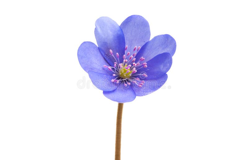 Wild Flower Hepatica Nobilis Stock Photo - Image of nature, white ...