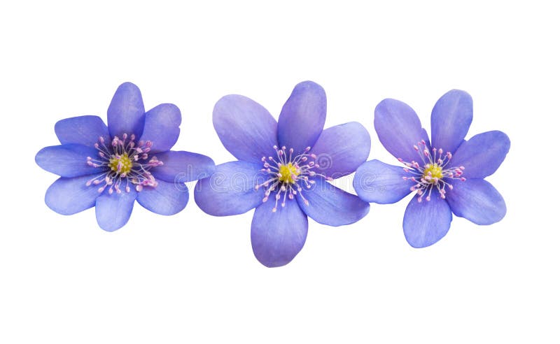 Wild Flower Hepatica Nobilis Stock Image - Image of isolated, spring ...