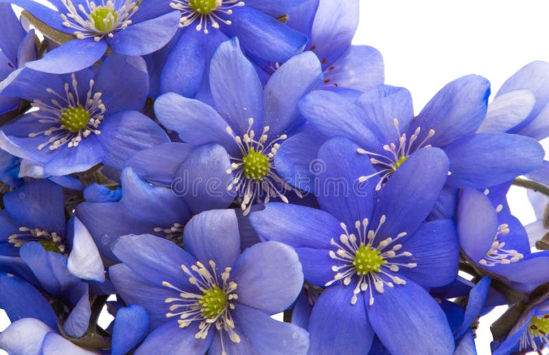 Wild Flower Hepatica Nobilis Stock Image - Image of closeup, white ...