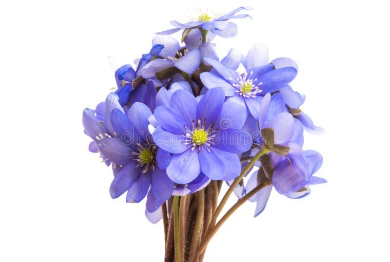 Wild Flower Hepatica Nobilis Stock Image - Image of closeup, hepatica ...