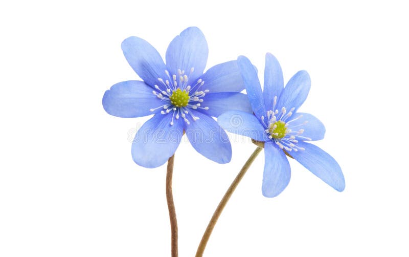 Wild Flower Hepatica Nobilis Stock Image - Image of anemone, liverwort ...