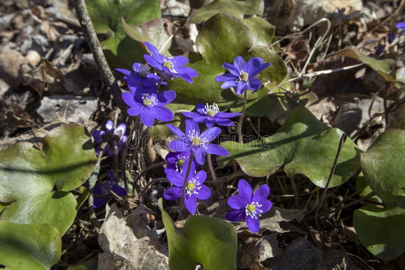 Hepatica Nobilis Liverwort Flowers Stock Photo - Image of hepatica ...