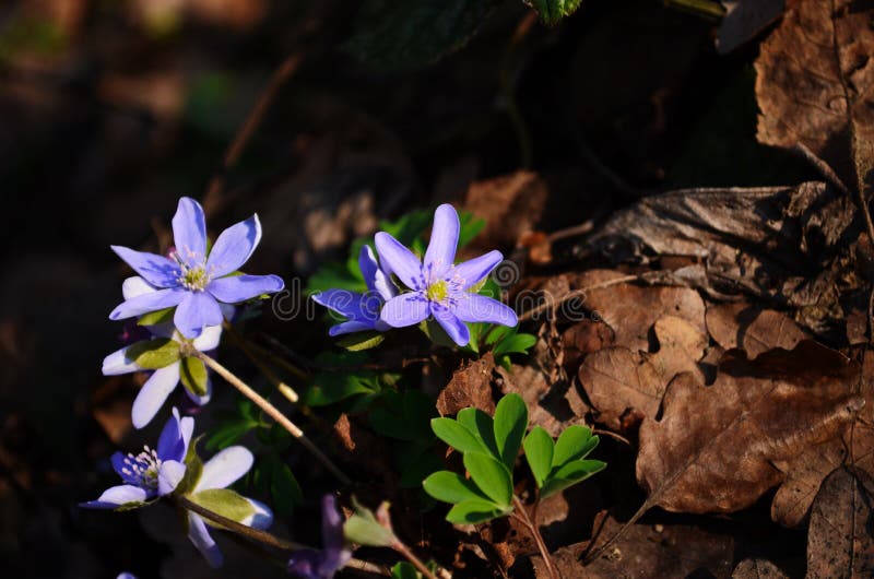 Hepatica Nobilis: Sky-blue Spring Flowers on the Dry Grass Stock Photo ...
