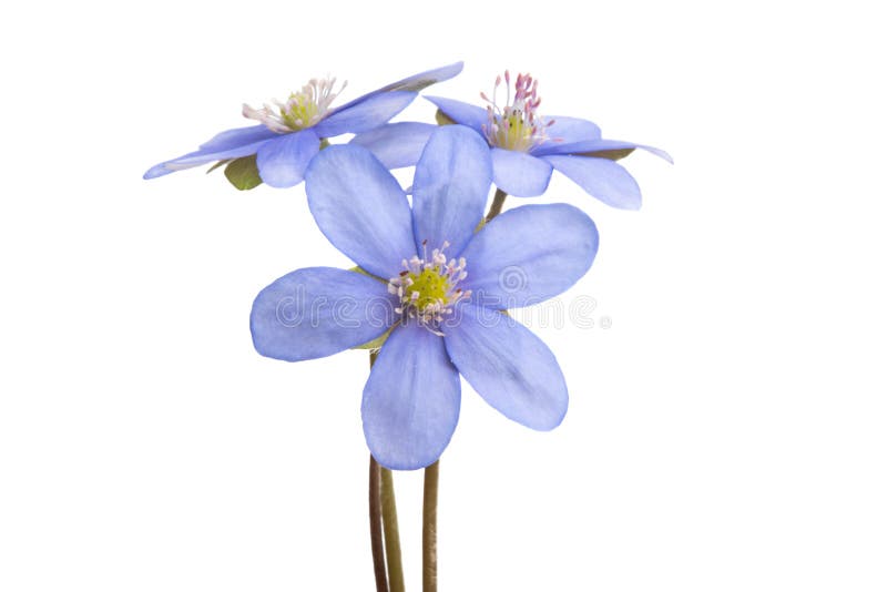 Hepatica Nobilis Wild Flower Stock Photo - Image of wildflower, nature ...