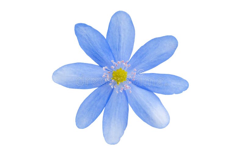 Hepatica Nobilis Wild Flower Stock Photo - Image of color, blossom ...