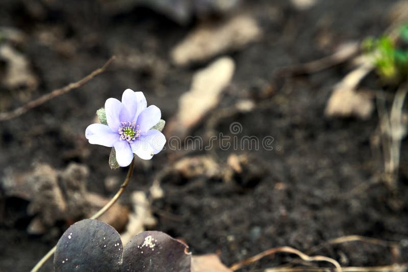 Hepatica - Purple Flower in Early Spring in the Forest Stock Image ...