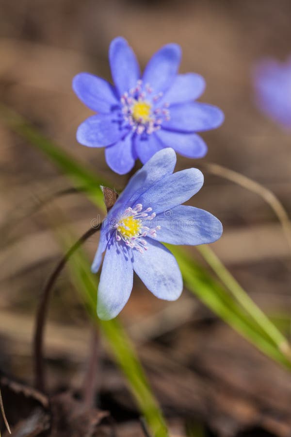 Hepatica in Spring Close Up Stock Photo - Image of uncultivated, flower ...