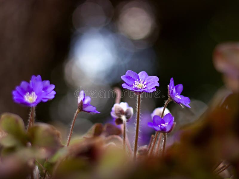 Hepatica stock photo. Image of hepatica, color, nature - 89149466