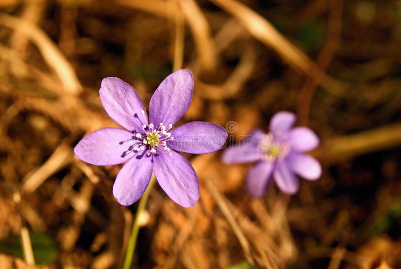 Hepatica stock photo. Image of wild, vegetation, hepatica - 49369874