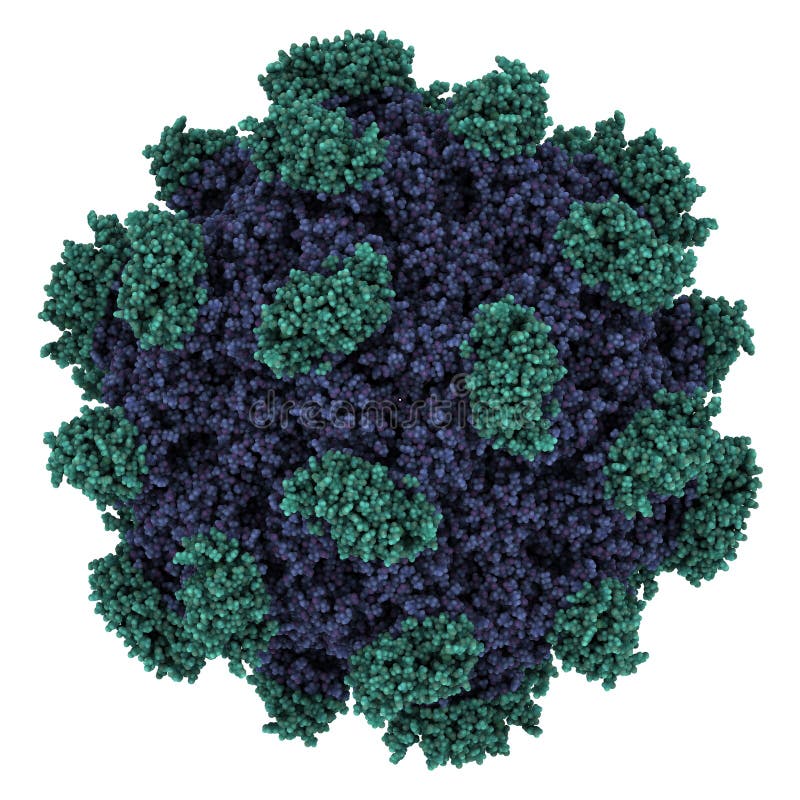 Hepatitis E Virus Capsid Structure. HEV Infection Causes Viral ...