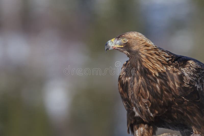 Her Majesty the Queen of Eagles Stock Photo - Image of beak, chrysaetos ...