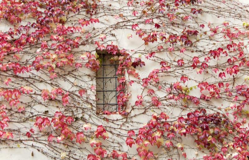 Hera Vermelha Em Uma Parede. Um Fundo Horizontalmente Imagem de Stock ...