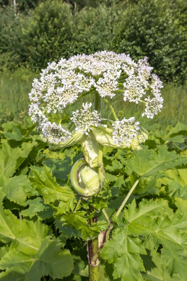 Heracleum stock photo. Image of field, blooming, melliferous - 144718252