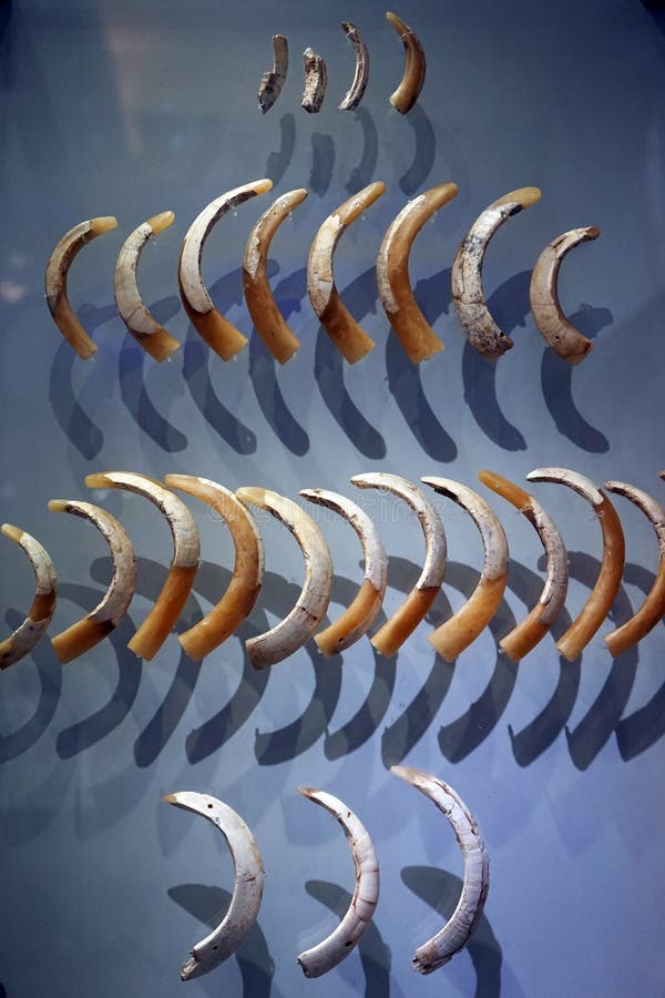 Boar jaw and tusks stock image. Image of wild, jowl, close - 57016105