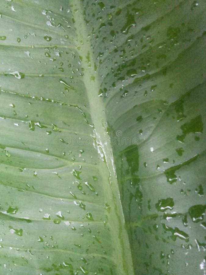 Herb stock image. Image of leaf, texture, tree, herb - 43207325