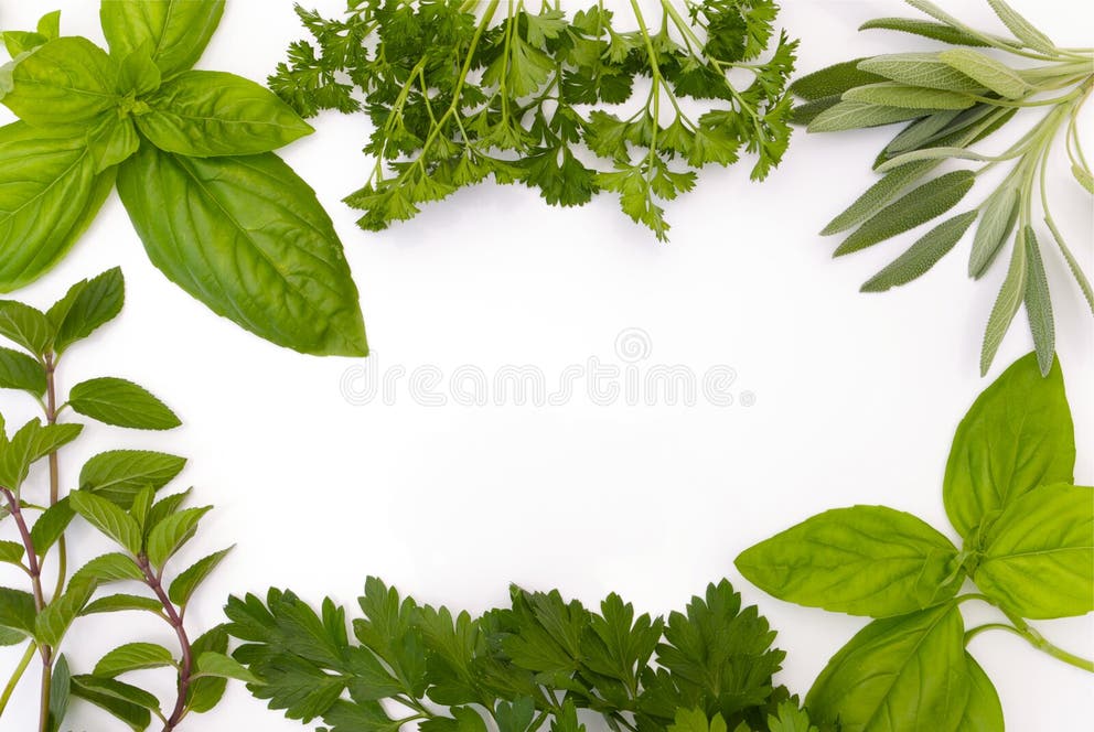 609 Sage Green Border Stock Photos - Free & Royalty-Free Stock Photos ...