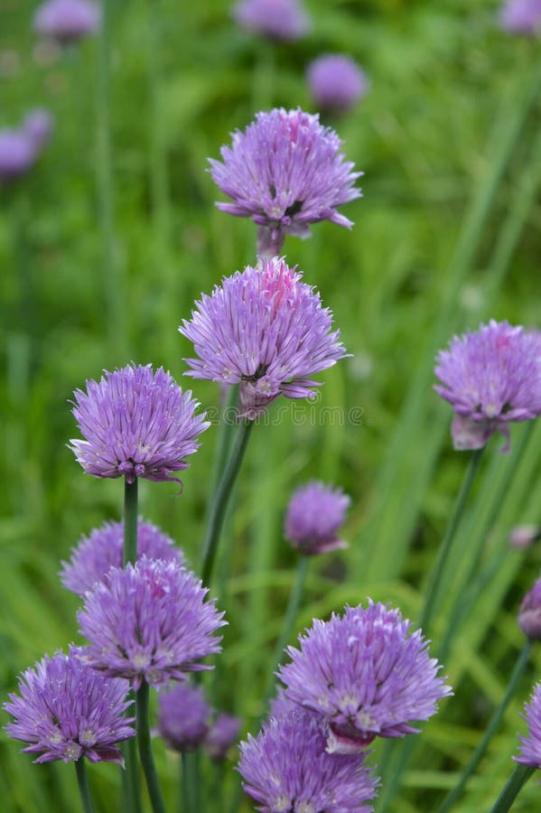 Purple flowering chives stock photo. Image of natural - 117165518