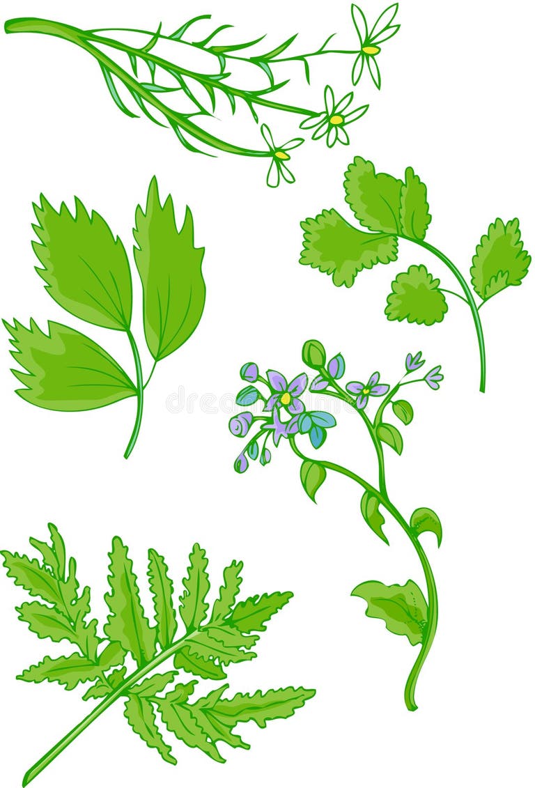 Herb Types Stock Illustrations – 2,545 Herb Types Stock Illustrations ...