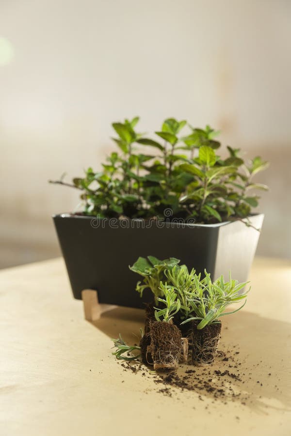 Herb Container Garden stock photo. Image of herbs, plants - 396552100