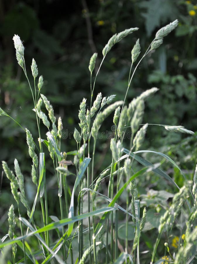 The Herb Dactylis Glomerata Grows in Nature Stock Image - Image of stem ...