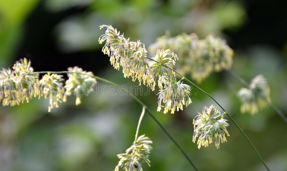 The Herb Dactylis Glomerata Grows in Nature Stock Image - Image of ...