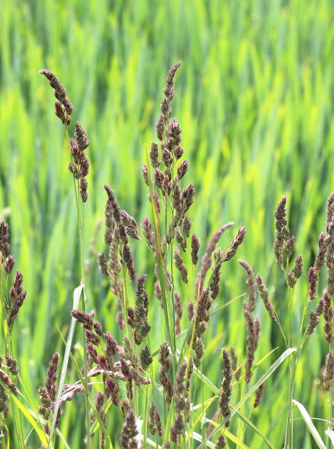 The Herb Dactylis Glomerata Grows in Nature Stock Image - Image of seed ...