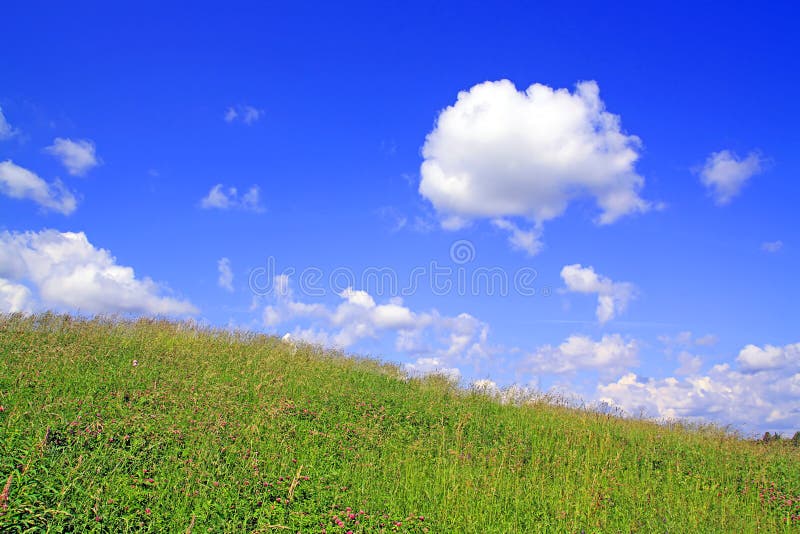 Herb in field stock photo. Image of idyllic, herb, meadow - 12072642