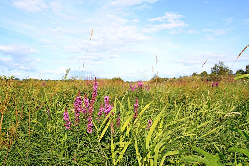 Herb in field stock image. Image of nature, area, outdoors - 12400269