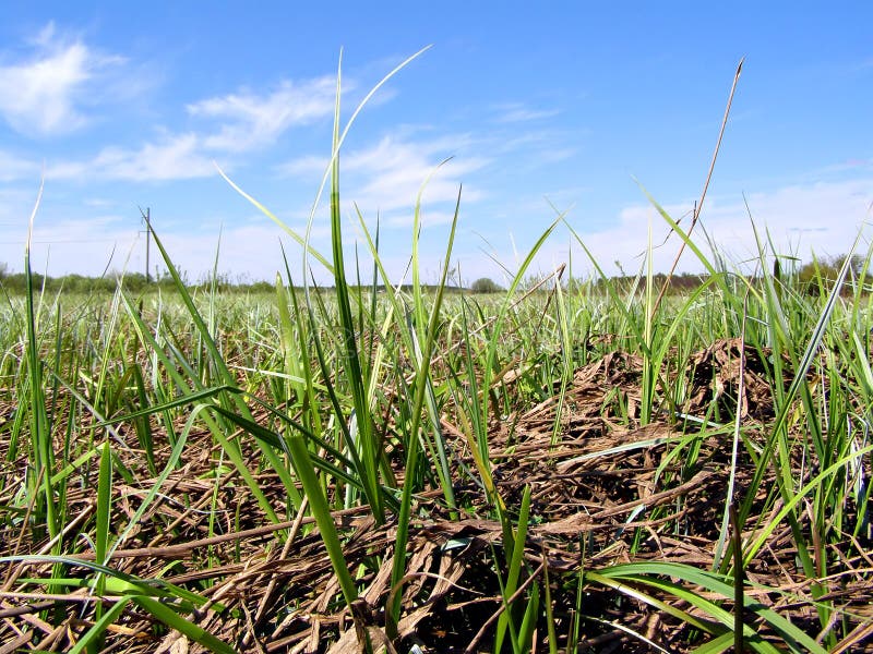 Herb in field stock image. Image of plain, lawn, front - 7151399
