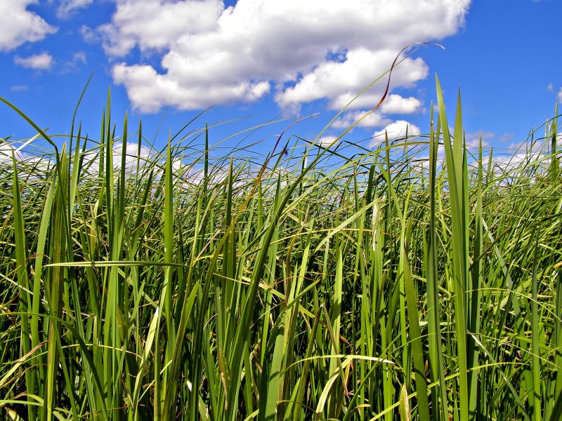 Herb in field stock photo. Image of lawn, marsh, outdoors - 7344012