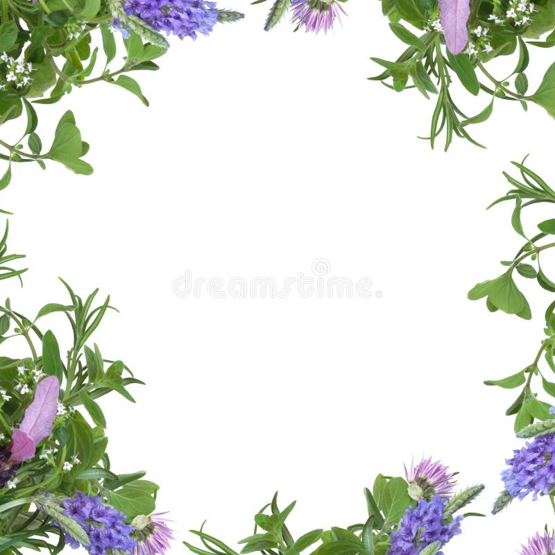 Herb Flower Border stock image. Image of herbal, lemon - 18910293