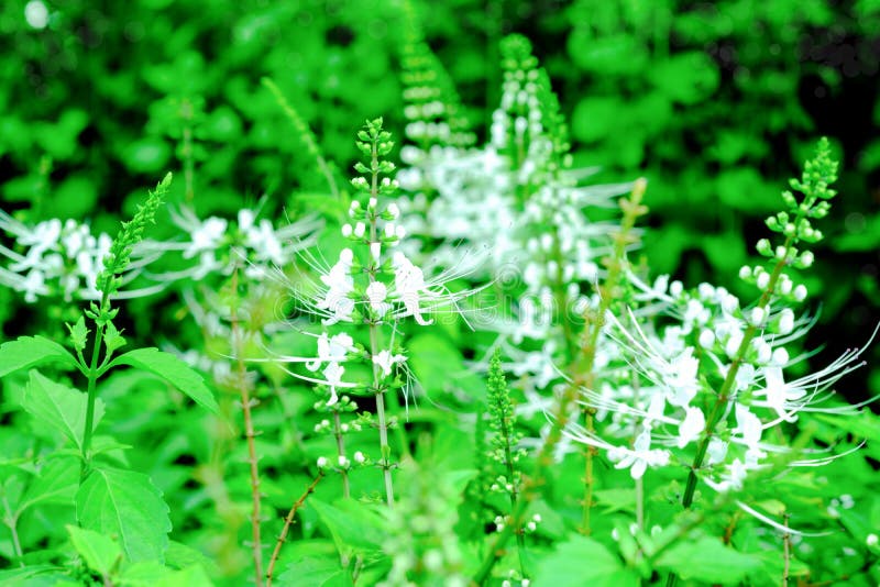 KIDNEY TEA PLANT HAVE MANY HEALTH BENEFITS Stock Photo - Image of color ...