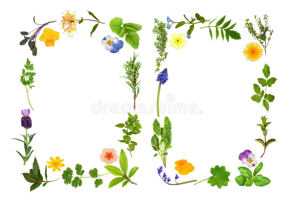 Sage Flower Border Stock Illustrations – 588 Sage Flower Border Stock ...