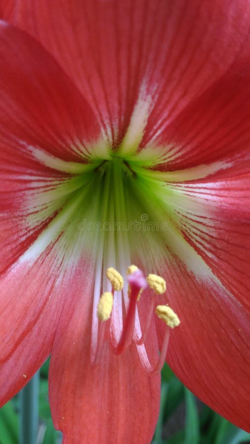 Herb flower stock photo. Image of pollen, herbs, petals - 90713504