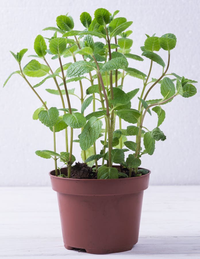 Fresh mint in pot stock image. Image of ingredient, flower - 116167505
