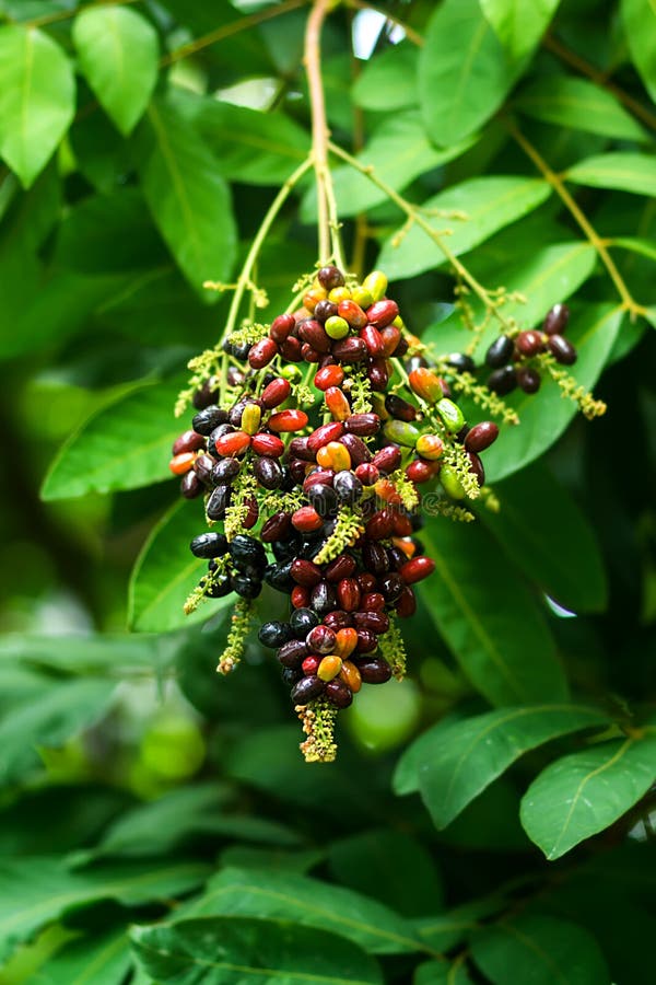 Herb Fruit of Lepisanthes Rubiginosa Tree Stock Photo - Image of ...