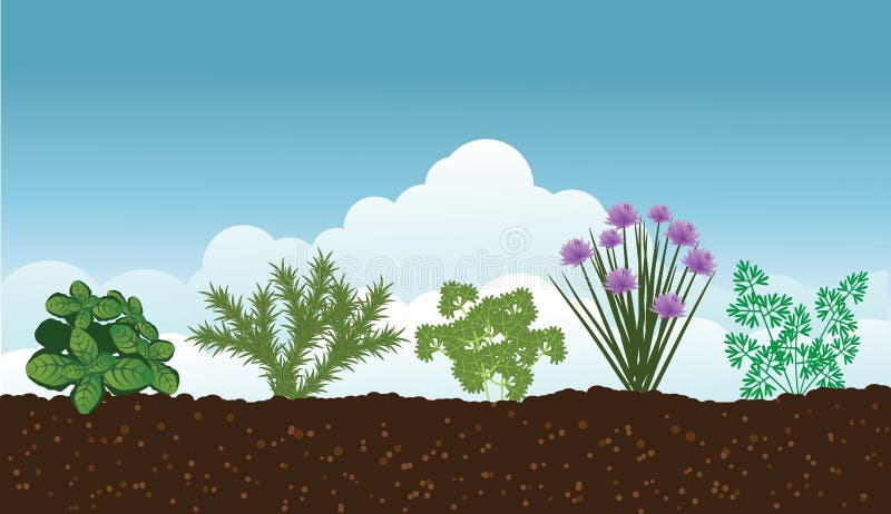 Herb garden stock vector. Illustration of organic, background - 39279643