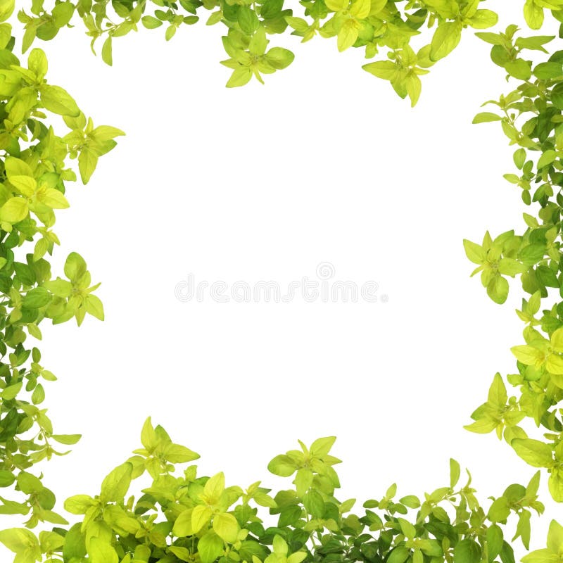 1,100+ Abstract green leaf border Free Stock Photos - StockFreeImages