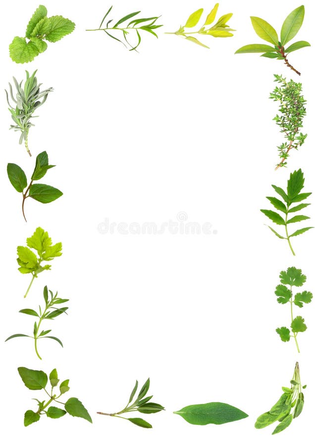 Herb Leaf Border stock illustration. Illustration of feverfew - 8619940