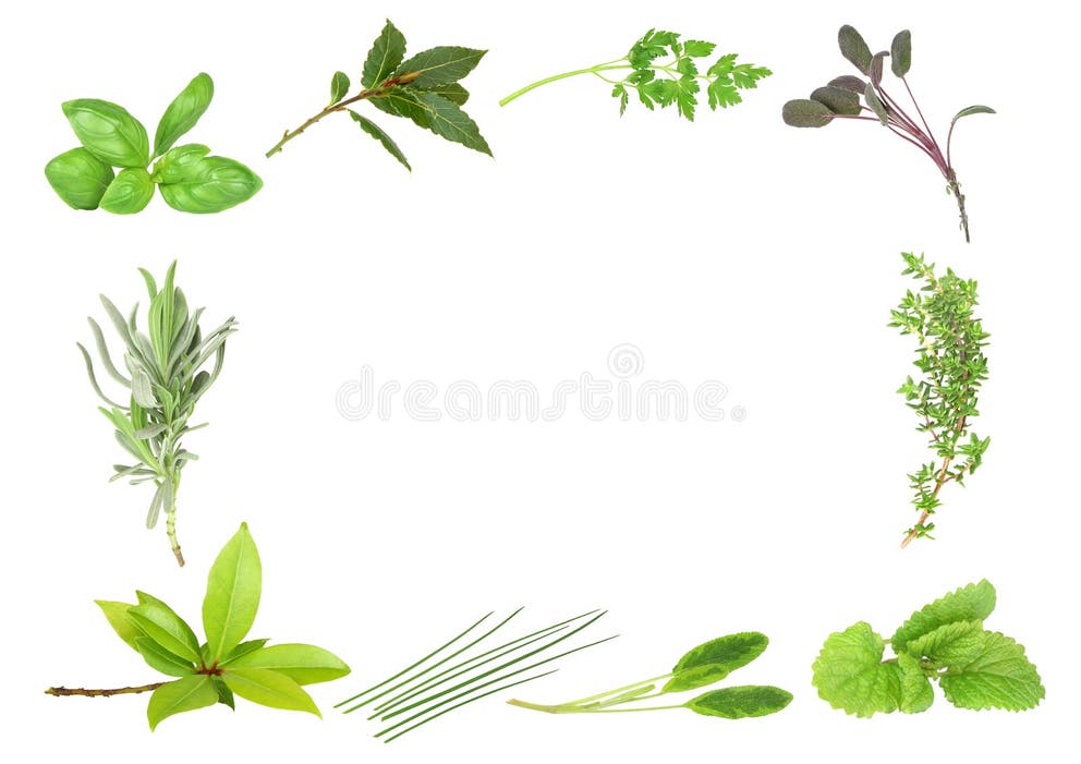609 Sage Green Border Stock Photos - Free & Royalty-Free Stock Photos ...