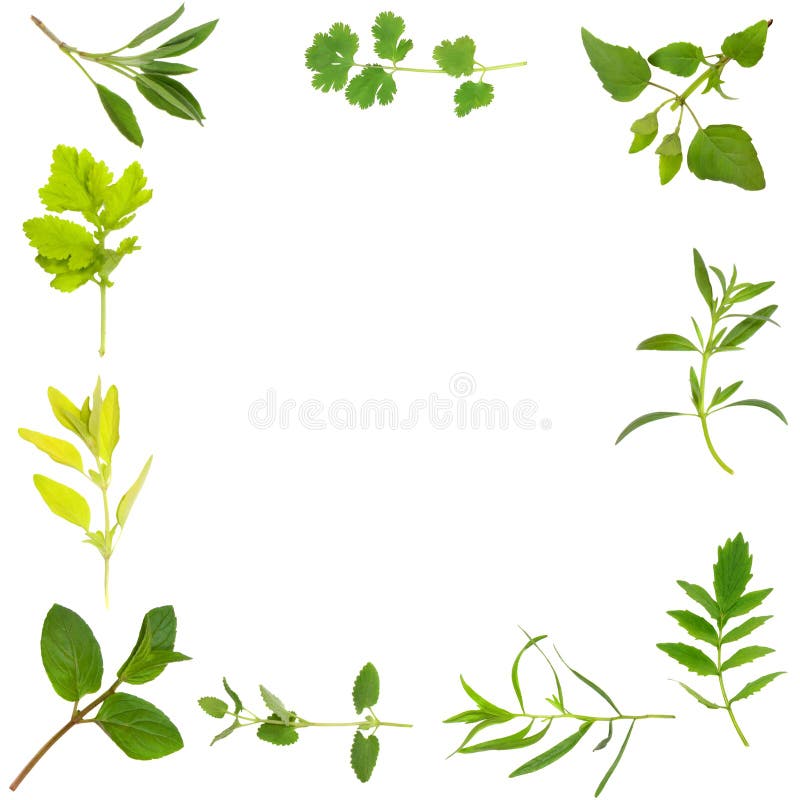 Herb Leaf Border stock photo. Image of herbs, healing - 7681346
