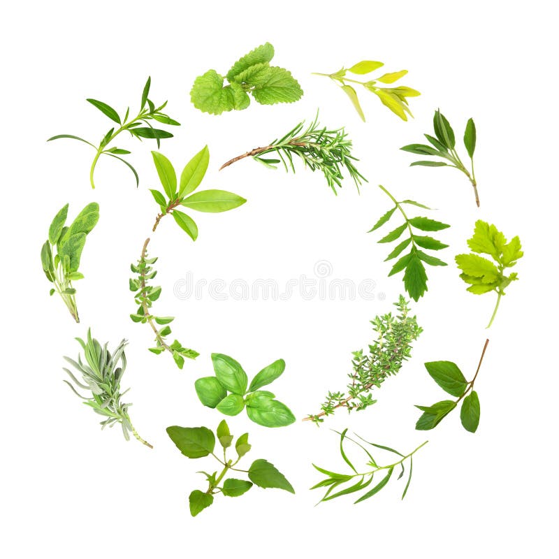 Herb Leaf Circle stock photo. Image of green, alternative - 7770182