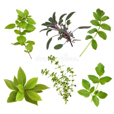 Herb Leaf Selection stock photo. Image of oregano, culinary - 11950784