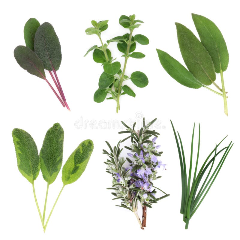 Herb Leaf Selection stock image. Image of sage, variegated - 16386993