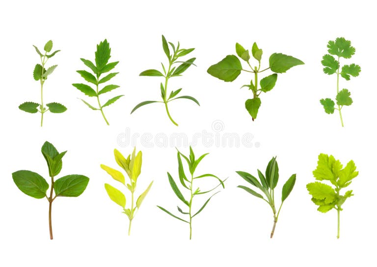 Herb Leaf Selection stock photo. Image of bergamont, fresh - 7770208