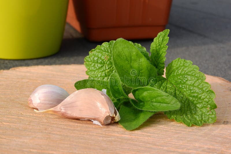 Herb, Leaf Vegetable, Plant, Vegetable Picture. Image: 131754053