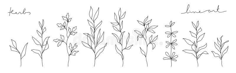 Herb Line Art Collection. Abstract Leaves Continuous Line Drawing Set Stock Illustration ...
