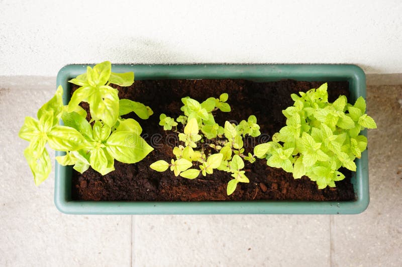 Herb mix stock image. Image of oregano, basil, food, natural - 41807447