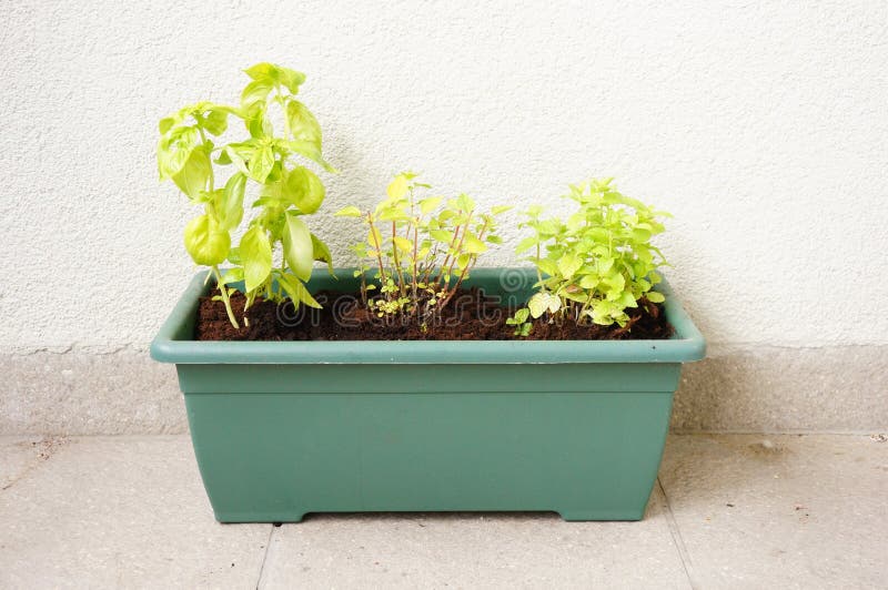 Herb mix stock image. Image of fresh, food, italian, mint - 41807451